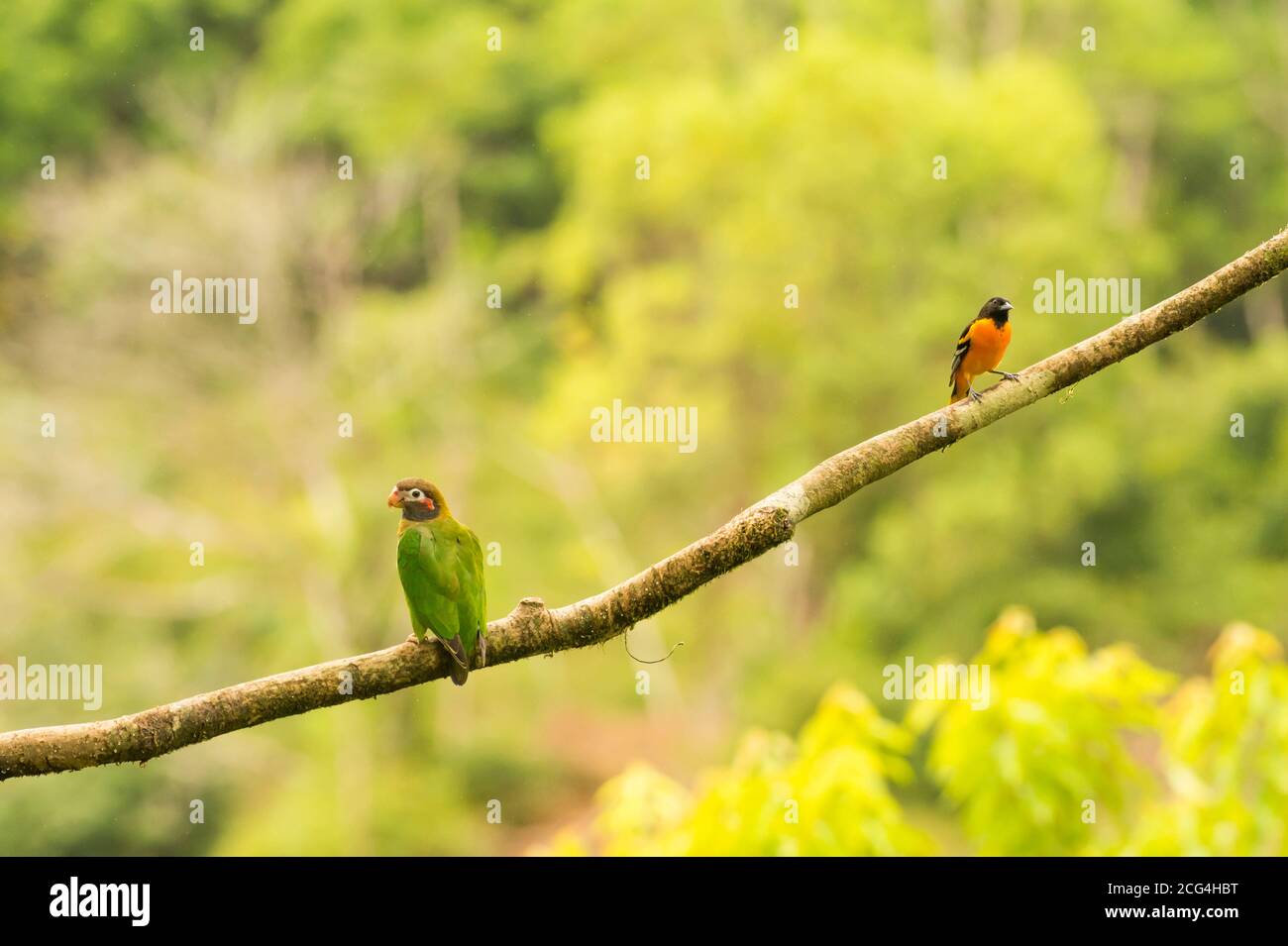 Brown oriole hi-res stock photography and images - Alamy