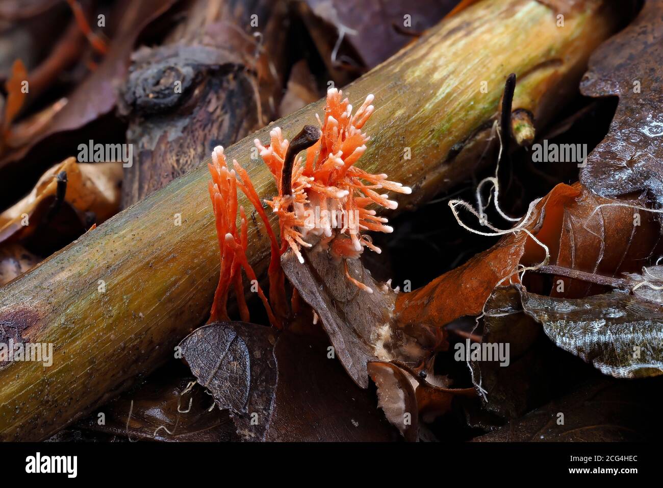 Anthina flammea is a mushroom Stock Photo - Alamy
