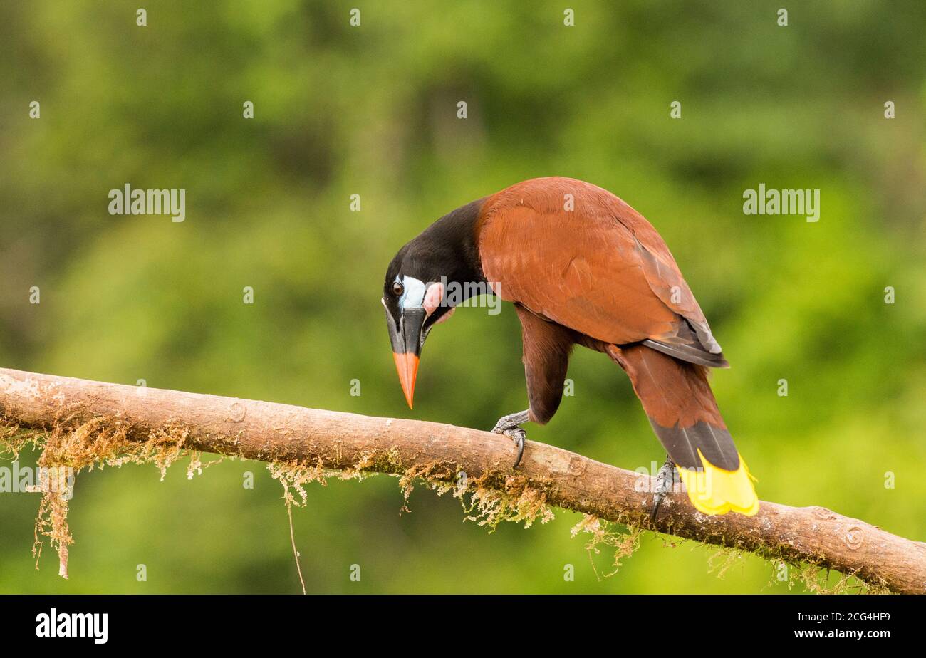 Montezuma oropendola - Costa Rica Stock Photo - Alamy