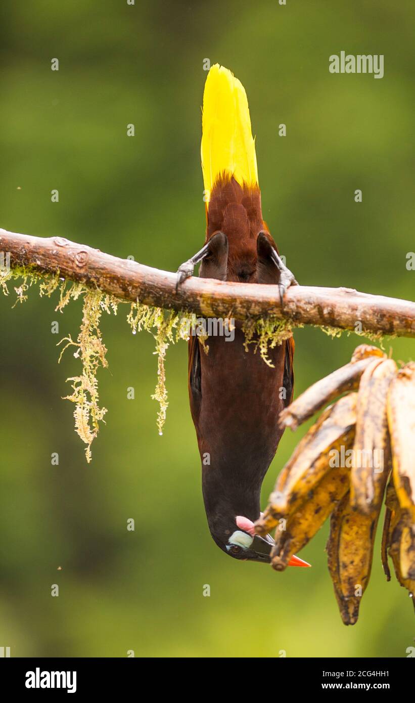 Montezuma oropendola - Costa Rica Stock Photo - Alamy