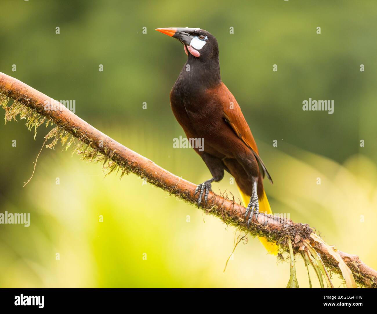 Black oropendola in the rainforest hi-res stock photography and images ...