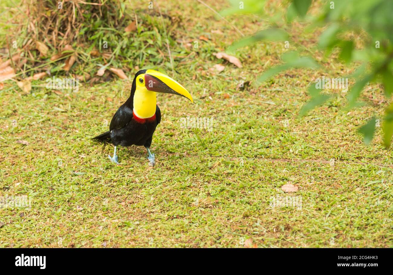 Chestnut-mandibled toucan - Costa Rica Stock Photo - Alamy