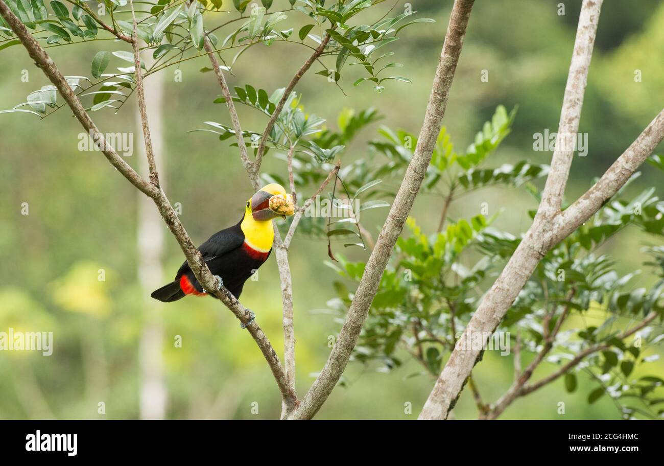 Chestnut-mandibled toucan - Costa Rica Stock Photo - Alamy
