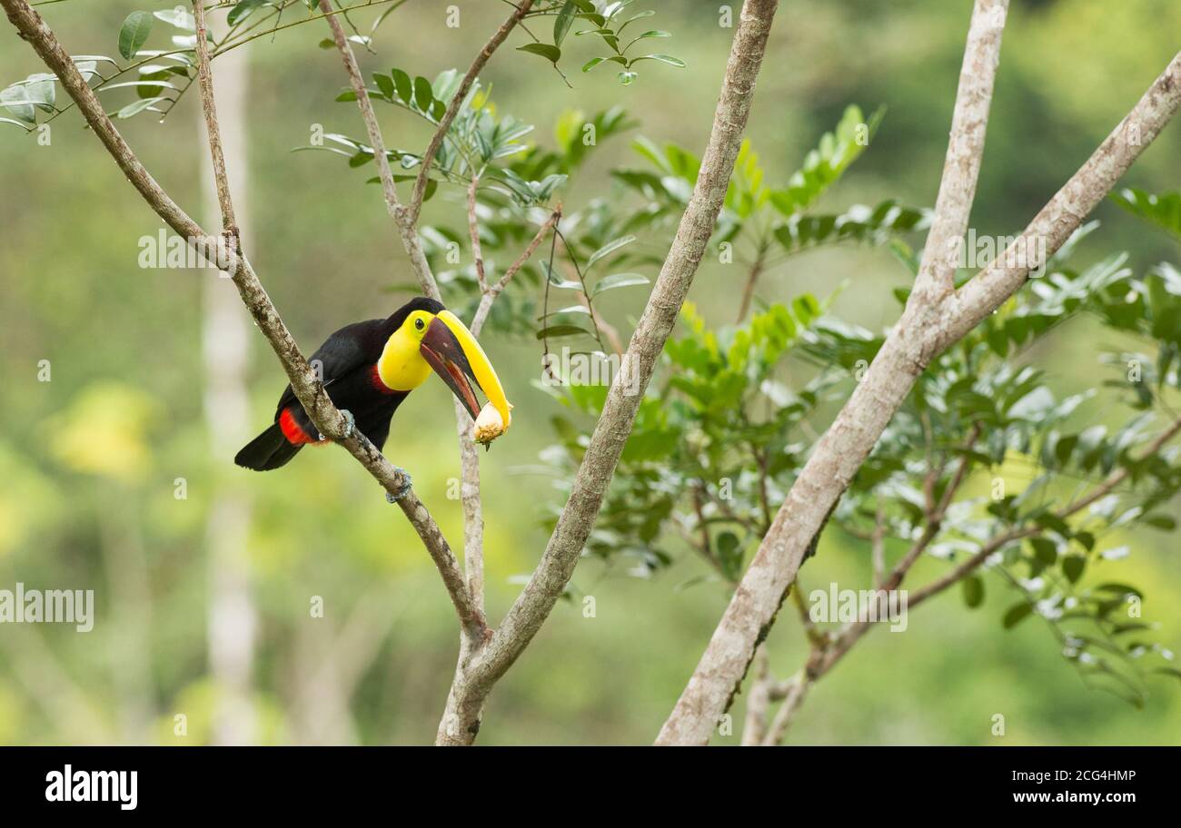 Chestnut-mandibled toucan - Costa Rica Stock Photo - Alamy