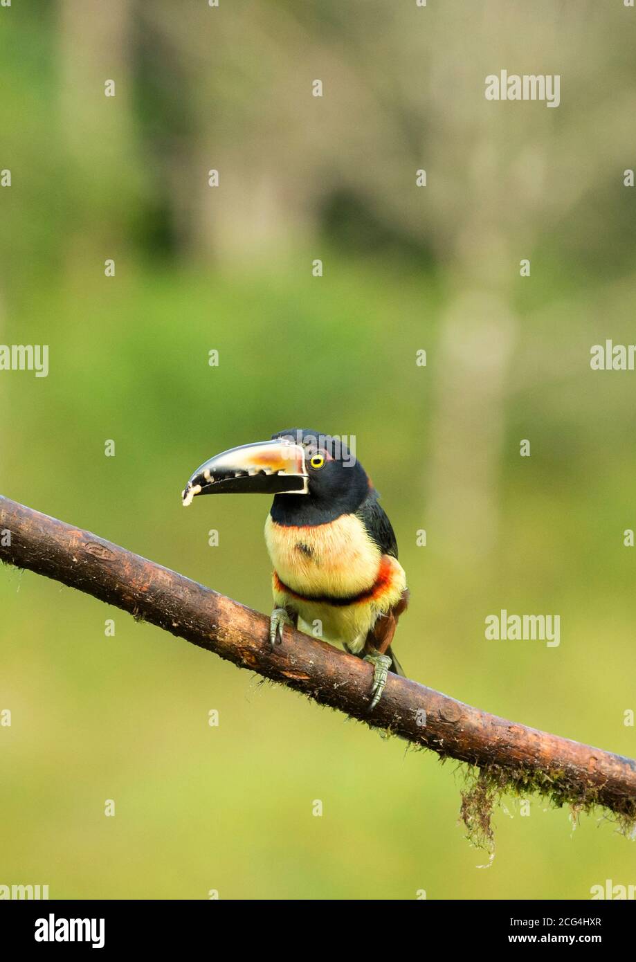 Collaraed araçari (collared aracari) - Costa Rica Stock Photo - Alamy