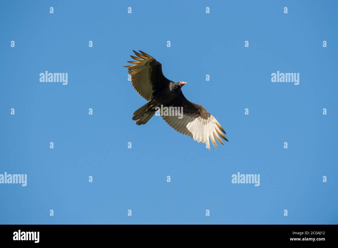 Turkey vulture - Costa Rica Stock Photo - Alamy