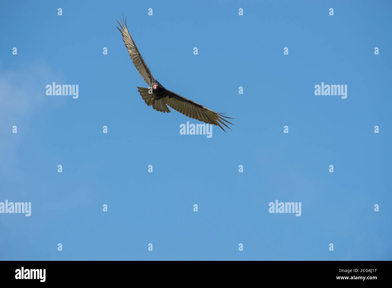 Turkey vulture - Costa Rica Stock Photo - Alamy