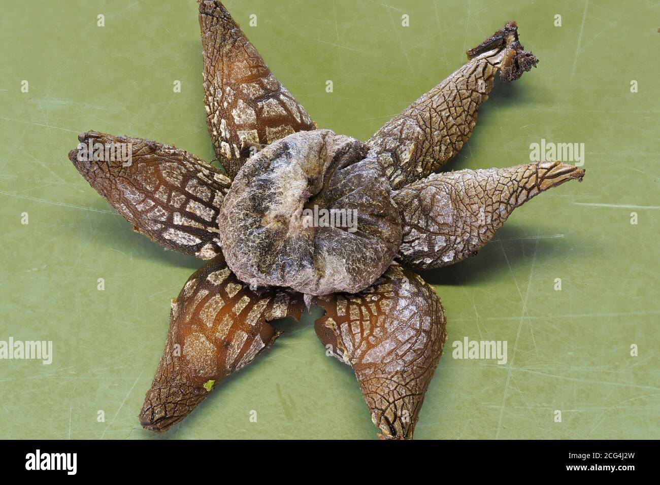 The Barometer Earthstar (Astraeus hygrometricus) - inedible Stock Photo ...