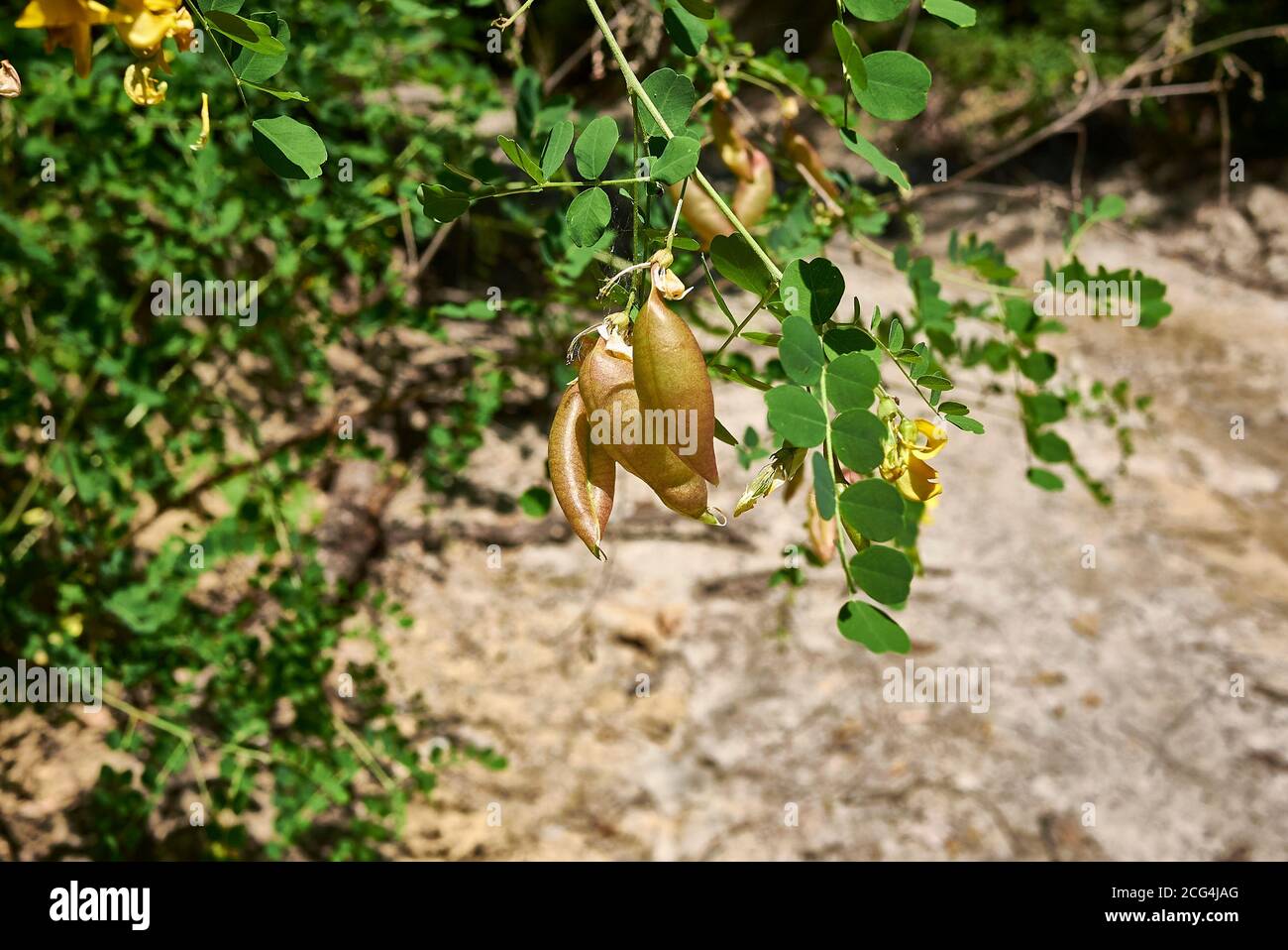 Colutea Arborescens High Resolution Stock Photography and Images - Alamy