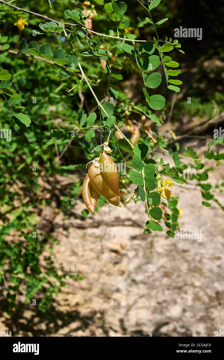 Colutea arborescens hi-res stock photography and images - Alamy