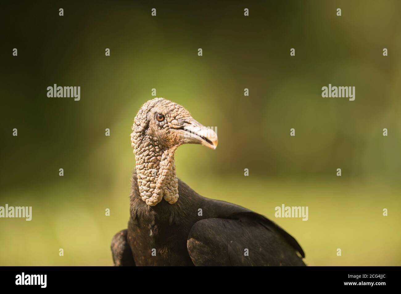 Black vulture close up hi-res stock photography and images - Alamy