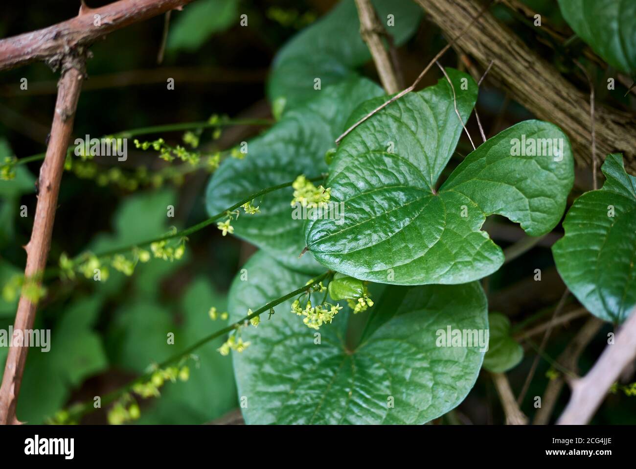 Black bryony dioscorea communis hi-res stock photography and images - Alamy