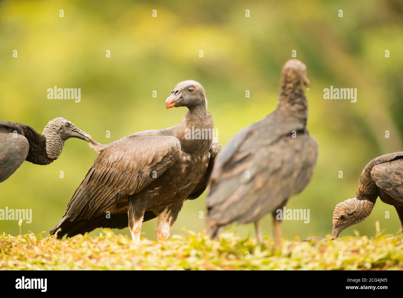 Juvenile king vulture with black vultures - Costa Rica Stock Photo - Alamy
