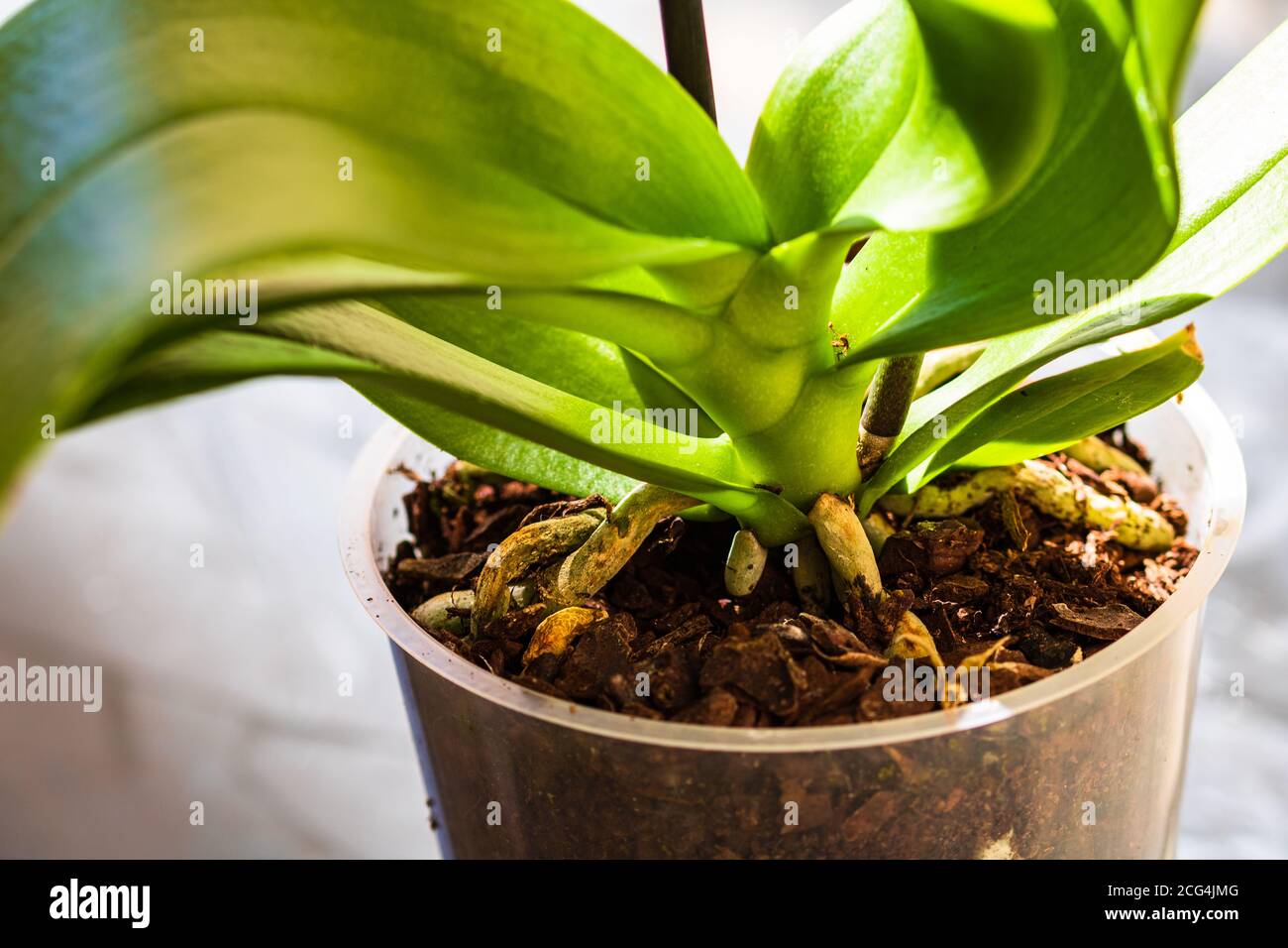 Young and healthy roots of phalaenopsis orchid in flower pot ...
