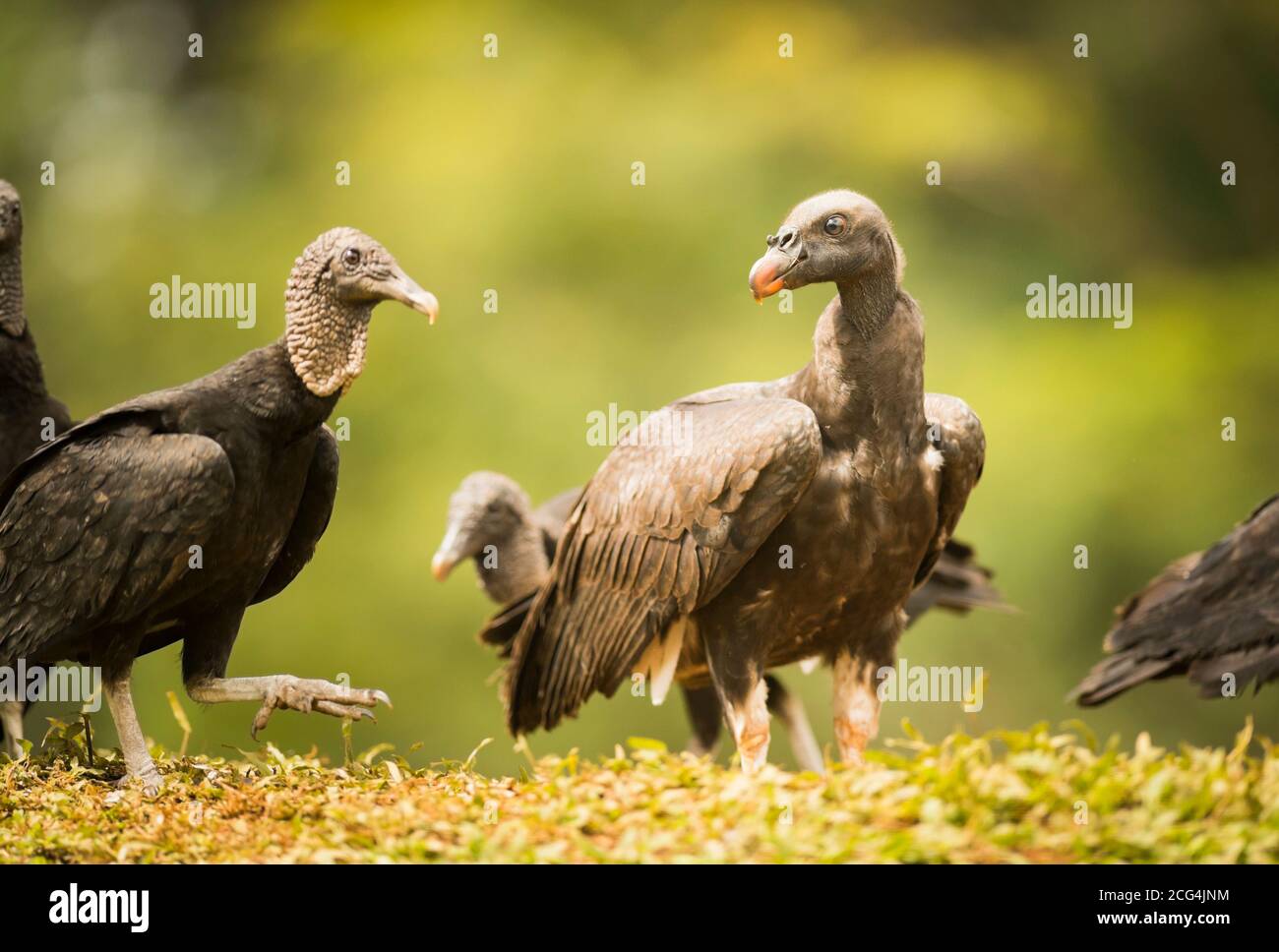 Juvenile king vulture with black vultures - Costa Rica Stock Photo - Alamy