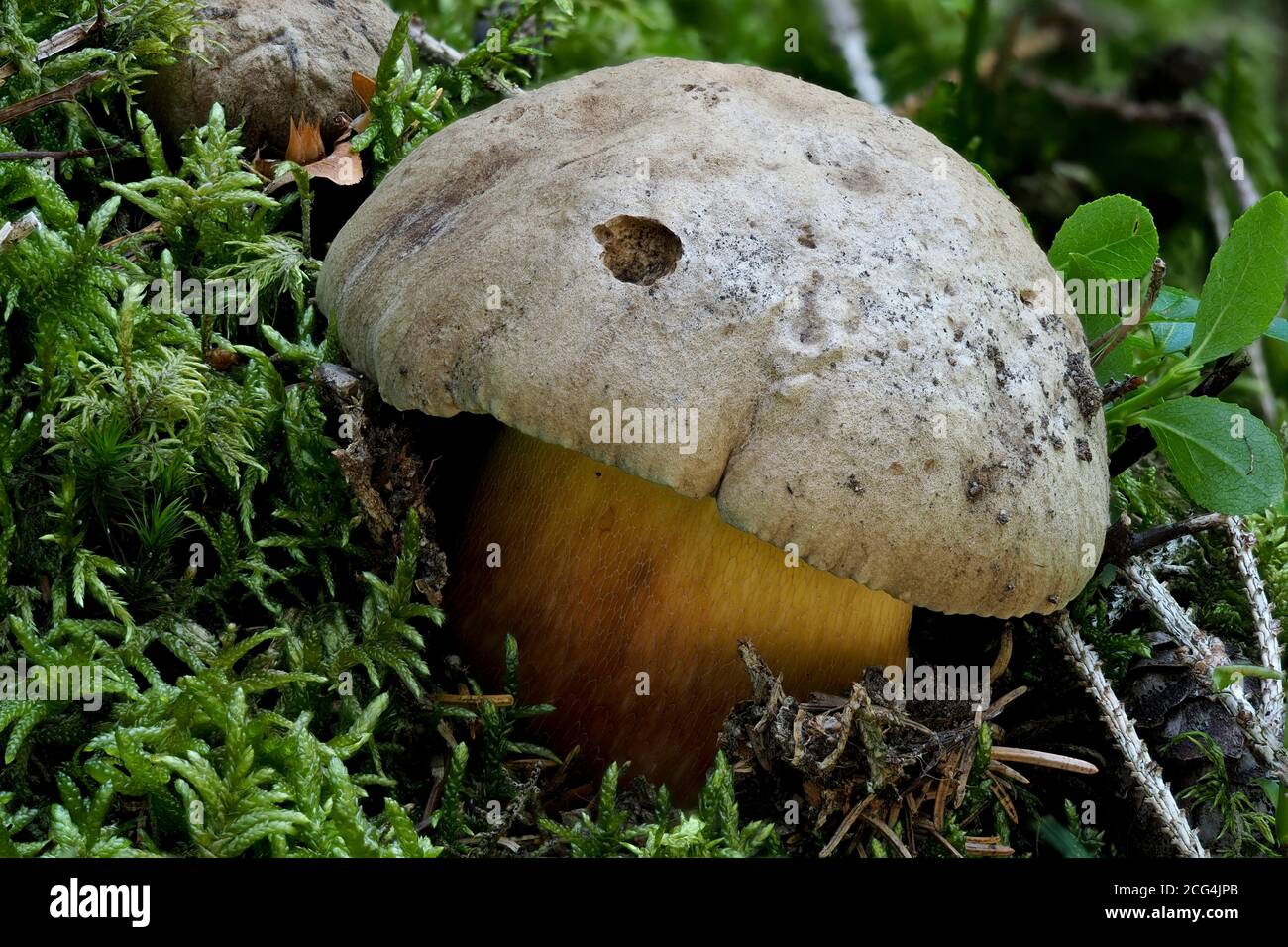 The Bitter Beech Bolete (Caloboletus calopus Stock Photo - Alamy