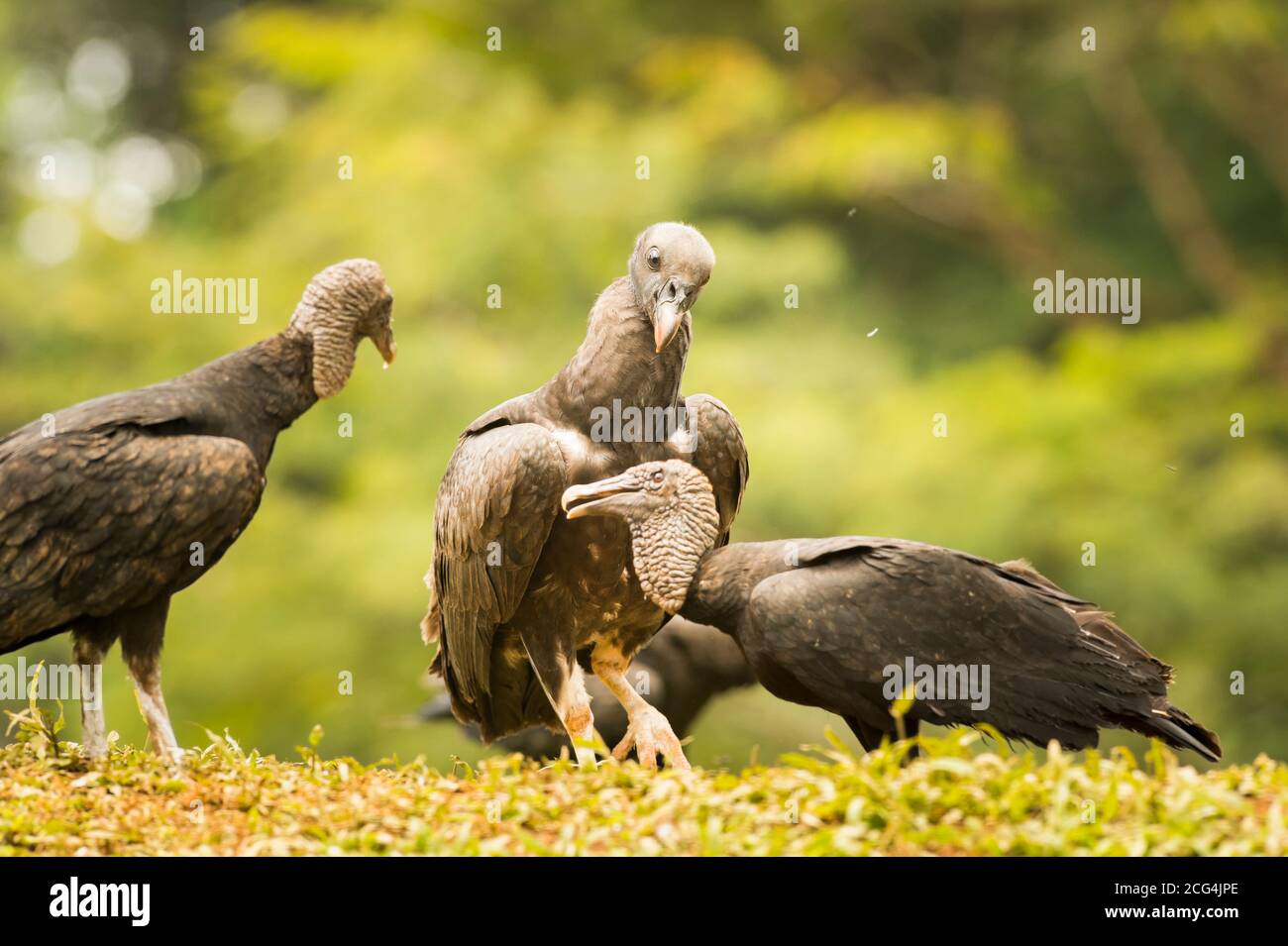 Juvenile king vulture with black vultures - Costa Rica Stock Photo - Alamy
