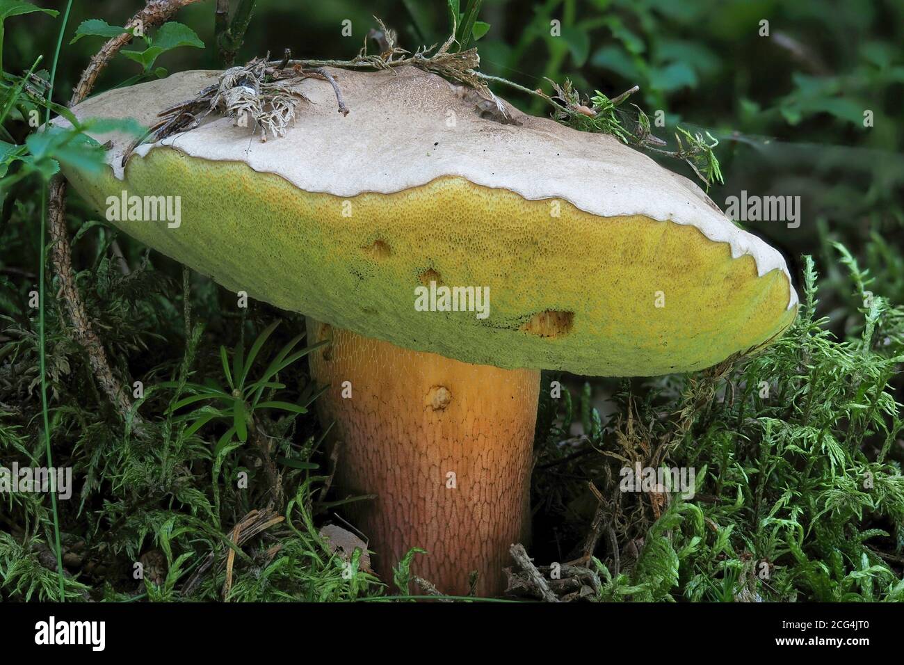 The Bitter Beech Bolete (Caloboletus calopus Stock Photo - Alamy