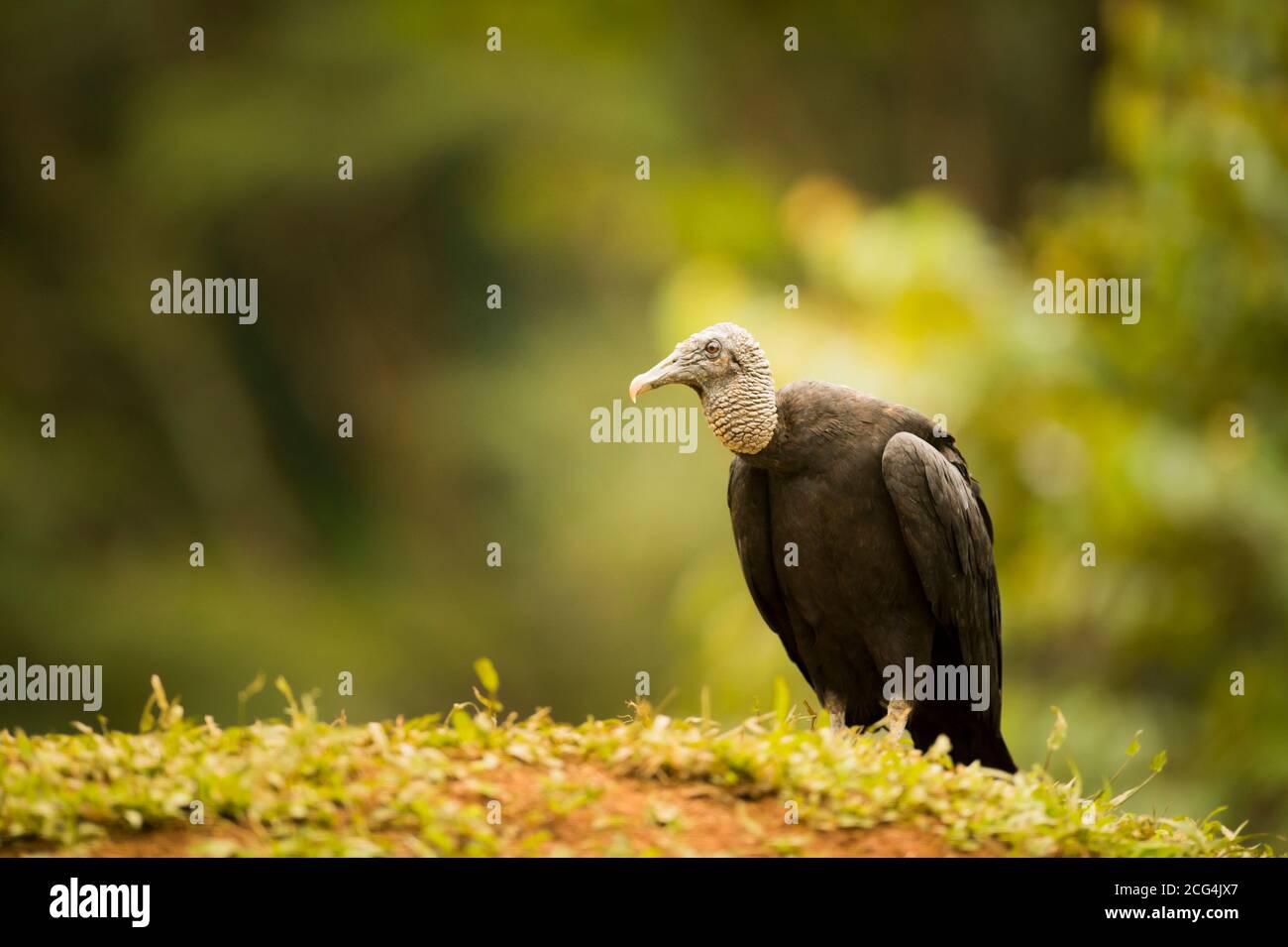 Hunched American black vulture, Costa Rica Stock Photo - Alamy