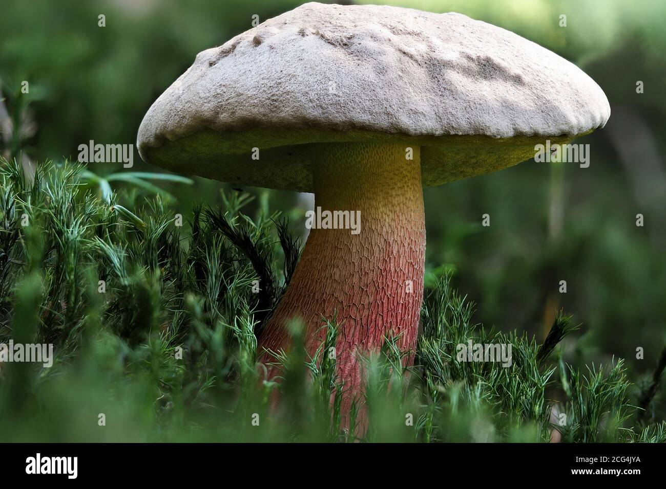 The Bitter Beech Bolete (Caloboletus calopus Stock Photo - Alamy
