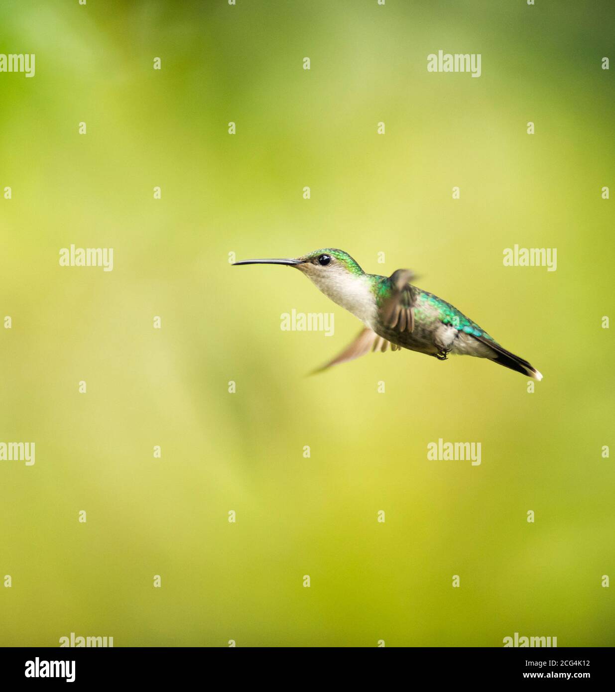 Female snowcap hummingbird - Costa Rica Stock Photo - Alamy