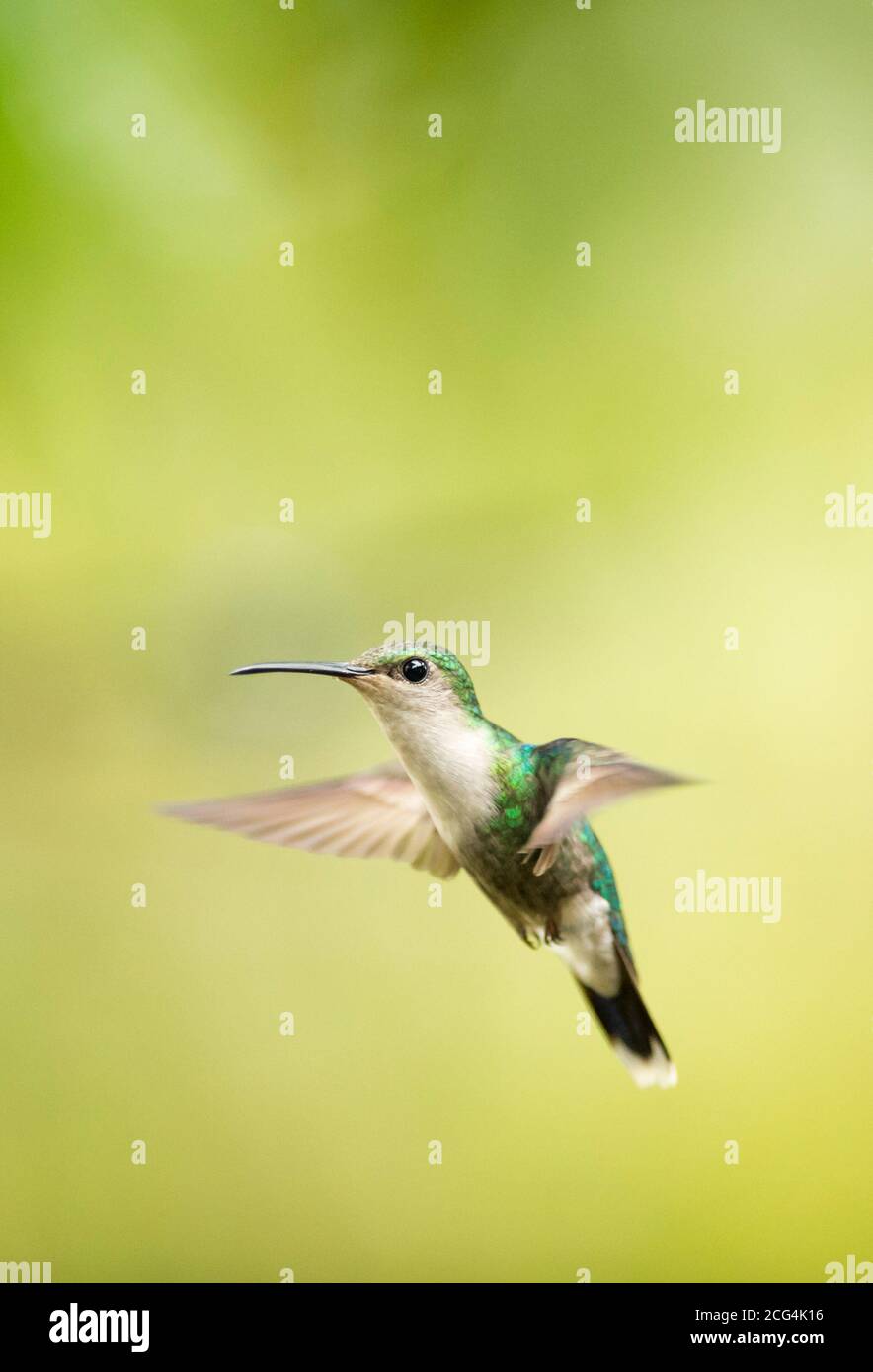 Snowcap hummingbird hi-res stock photography and images - Alamy