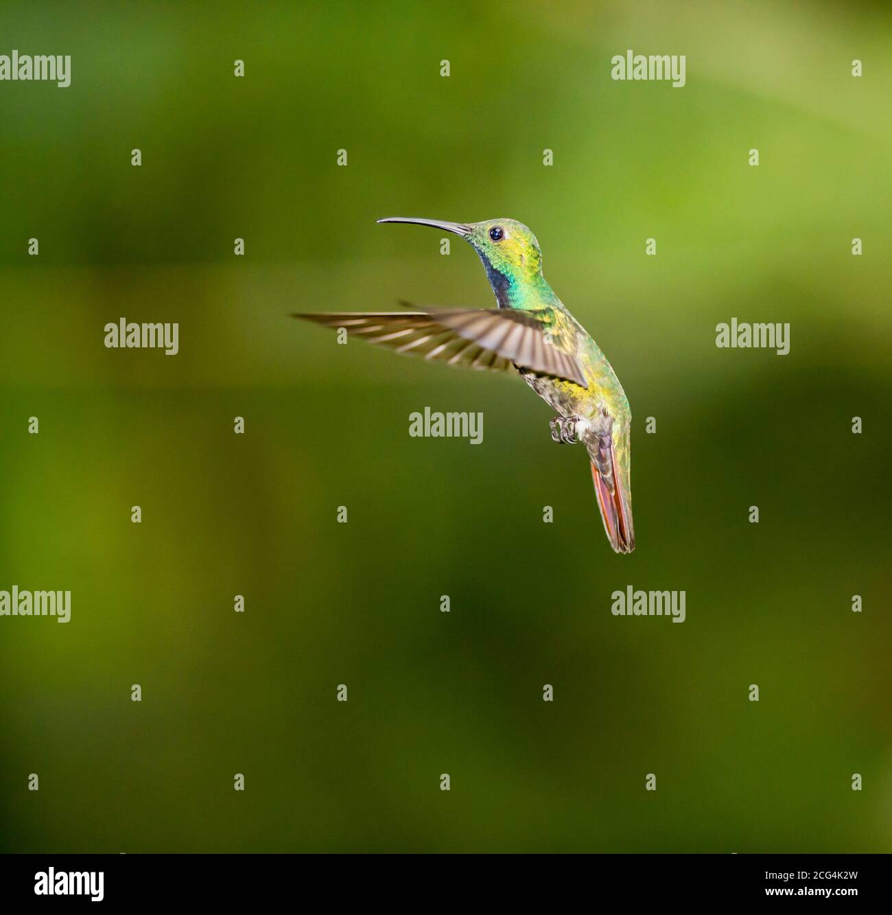 Male green-breasted mango hummingbird - Costa Rica Stock Photo - Alamy