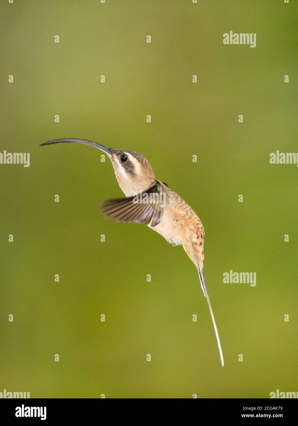 Long billed hermit hummingbird hi-res stock photography and images - Alamy