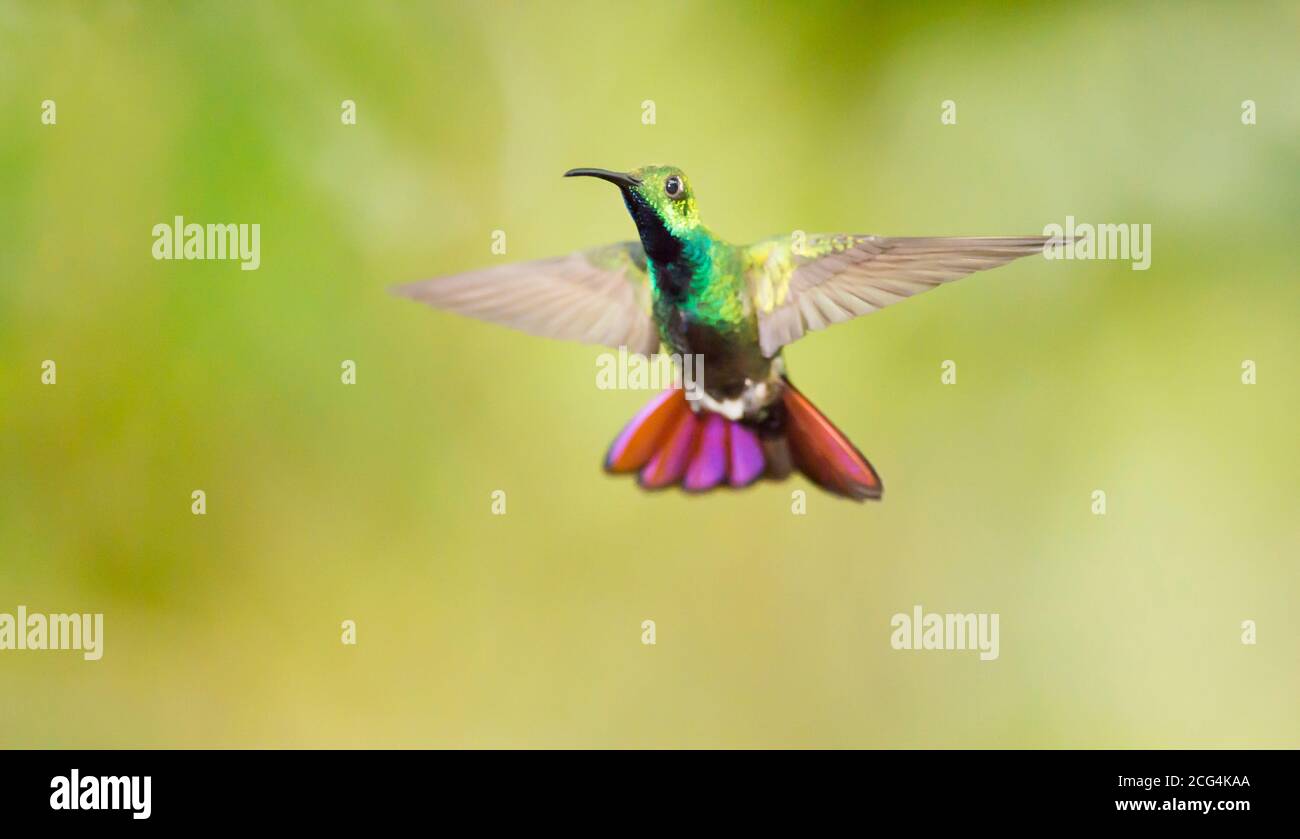 Male green-breasted mango hummingbird - Costa Rica Stock Photo - Alamy