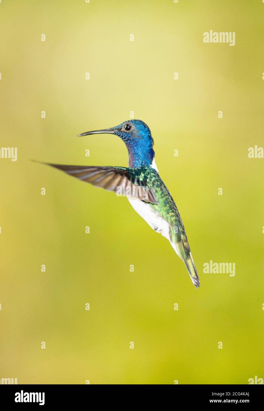 Male white-necked jacobin hummingbird - Costa Rica Stock Photo - Alamy