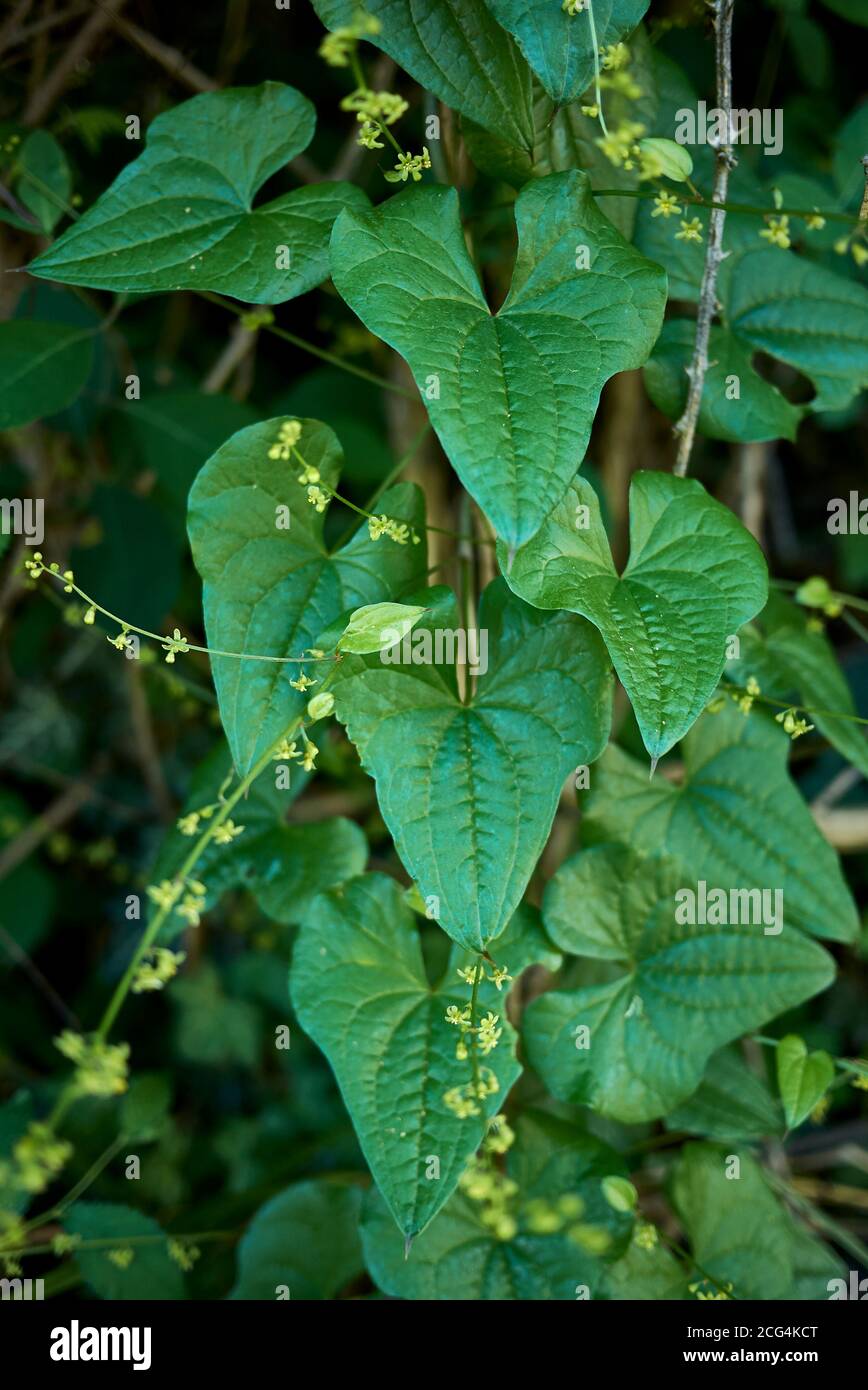 Black bryony leaf close hi-res stock photography and images - Alamy