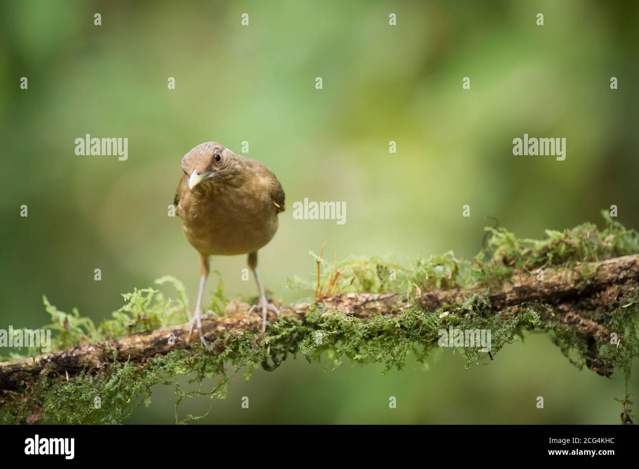 Clay coloured robin / thrush - National bird of Costa Rica Stock Photo ...