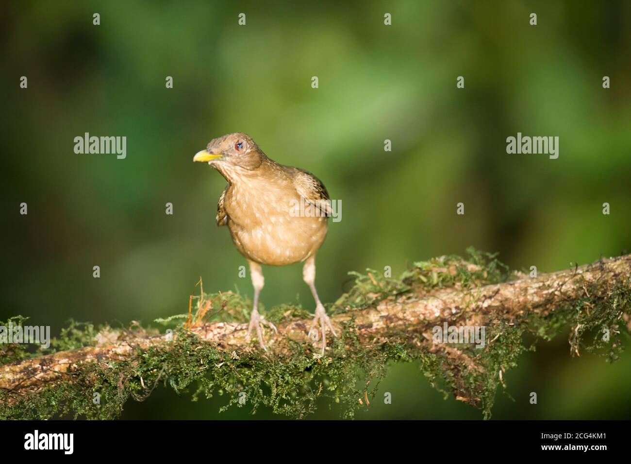 Clay coloured robin / thrush - National bird of Costa Rica Stock Photo ...