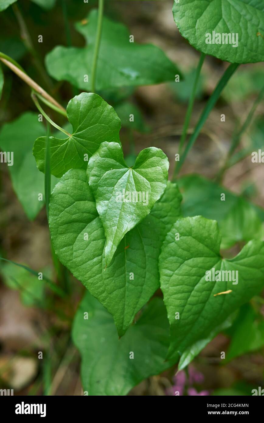 Black bryony dioscorea communis hi-res stock photography and images - Alamy
