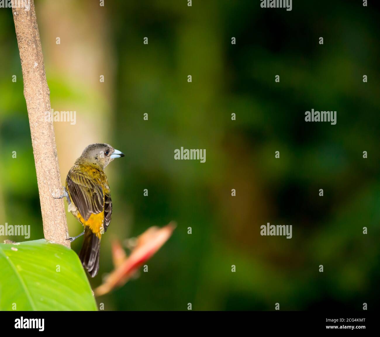 Scarlet rumped tanager female hi-res stock photography and images - Alamy
