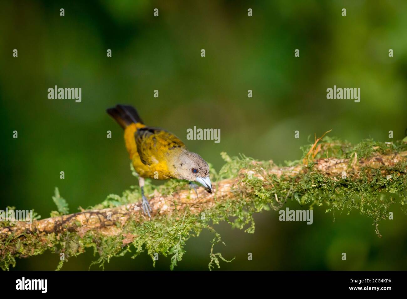 Female Passerini's tanager - Costa Rica Stock Photo - Alamy