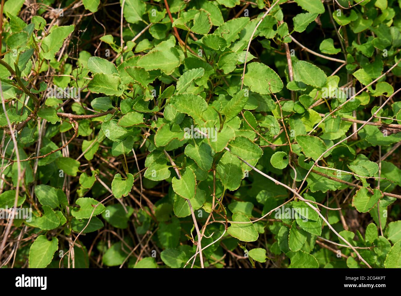 Fallopia baldschuanica fresh leaves Stock Photo - Alamy