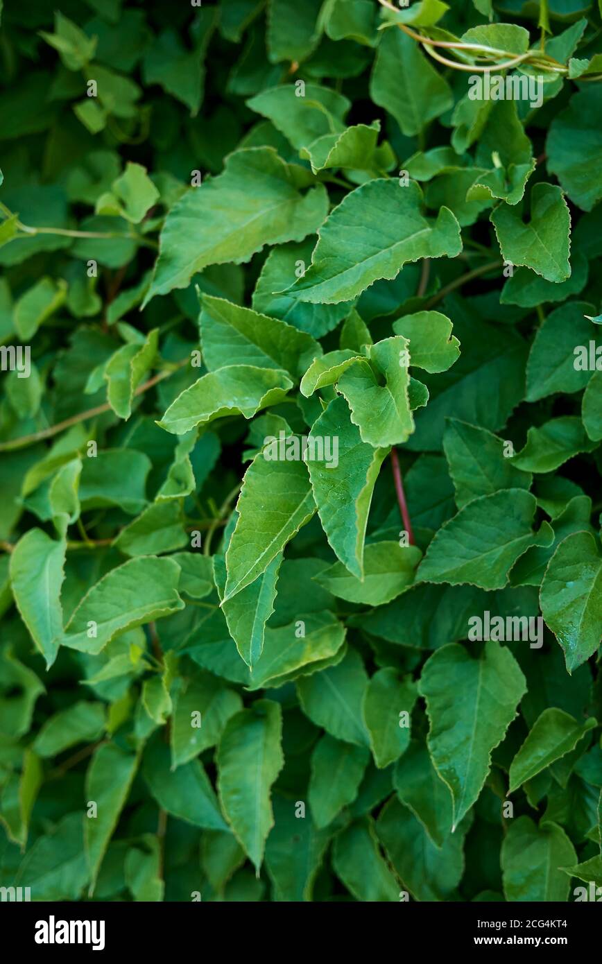 Fallopia baldschuanica fresh leaves Stock Photo - Alamy