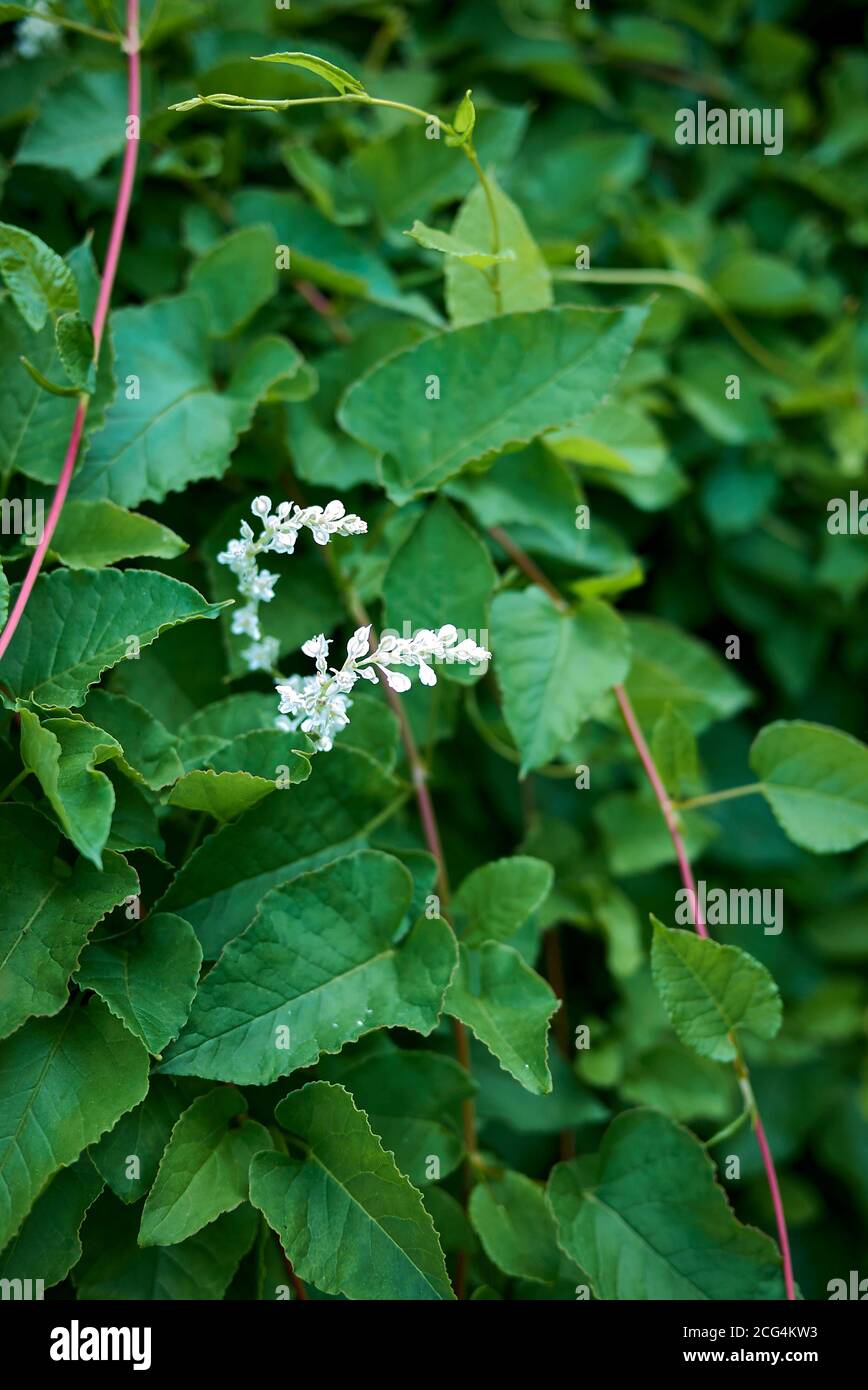 Fallopia baldschuanica fresh leaves Stock Photo - Alamy
