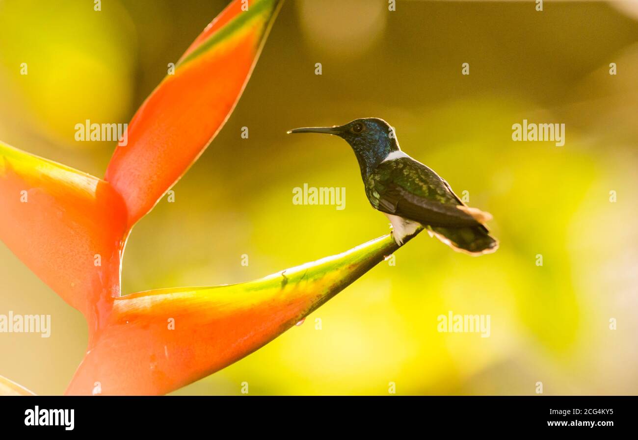 Male white-necked jacobin hummingbird - Costa Rica Stock Photo - Alamy