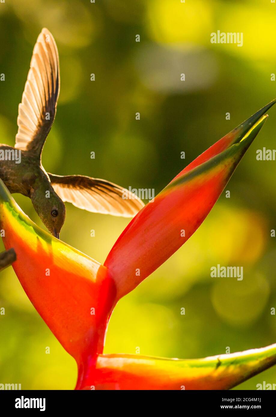 Female white-necked jacobin hummingbird - Costa Rica Stock Photo - Alamy