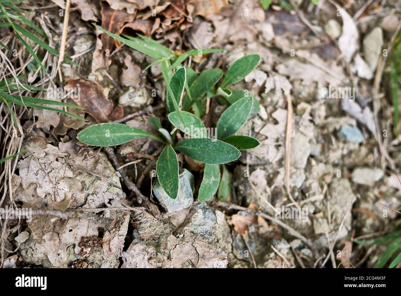 Tomentose hairy leaves hi-res stock photography and images - Alamy