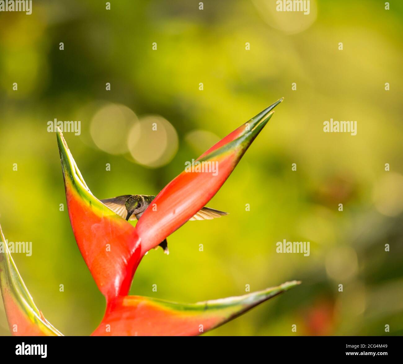 Female snowcap hummingbird - Costa Rica Stock Photo - Alamy
