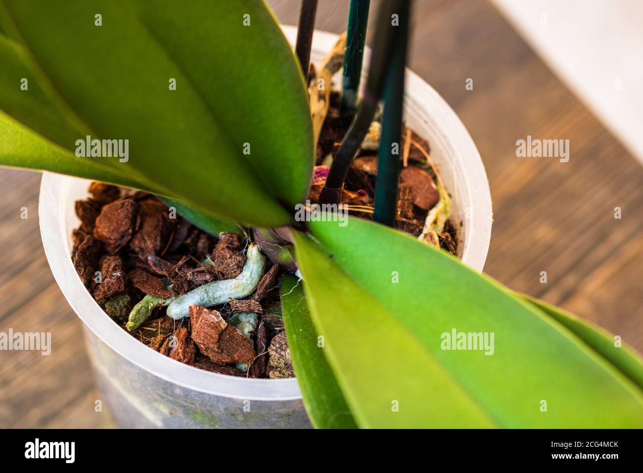 Young and healthy roots of phalaenopsis orchid in flower pot ...