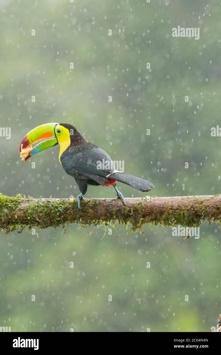 Toucan, eating, ramphastos sulfuratus hi-res stock photography and ...