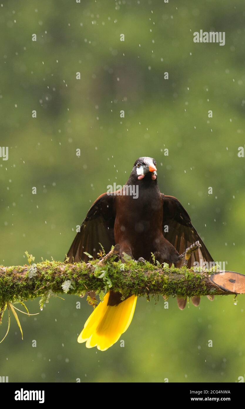 Montezuma oropendola - Costa Rica Stock Photo - Alamy