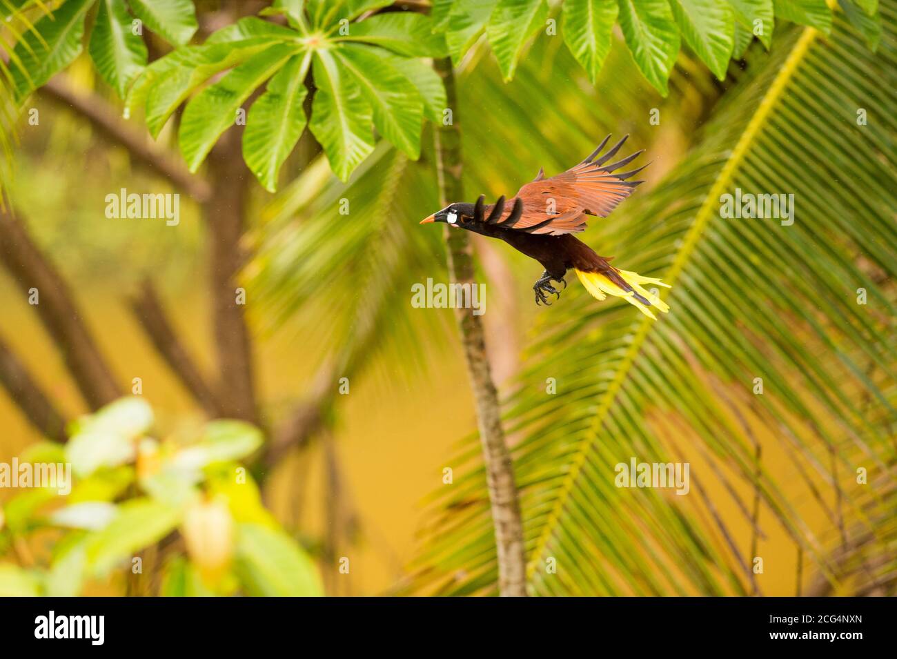 Black oropendola in the rainforest hi-res stock photography and images ...