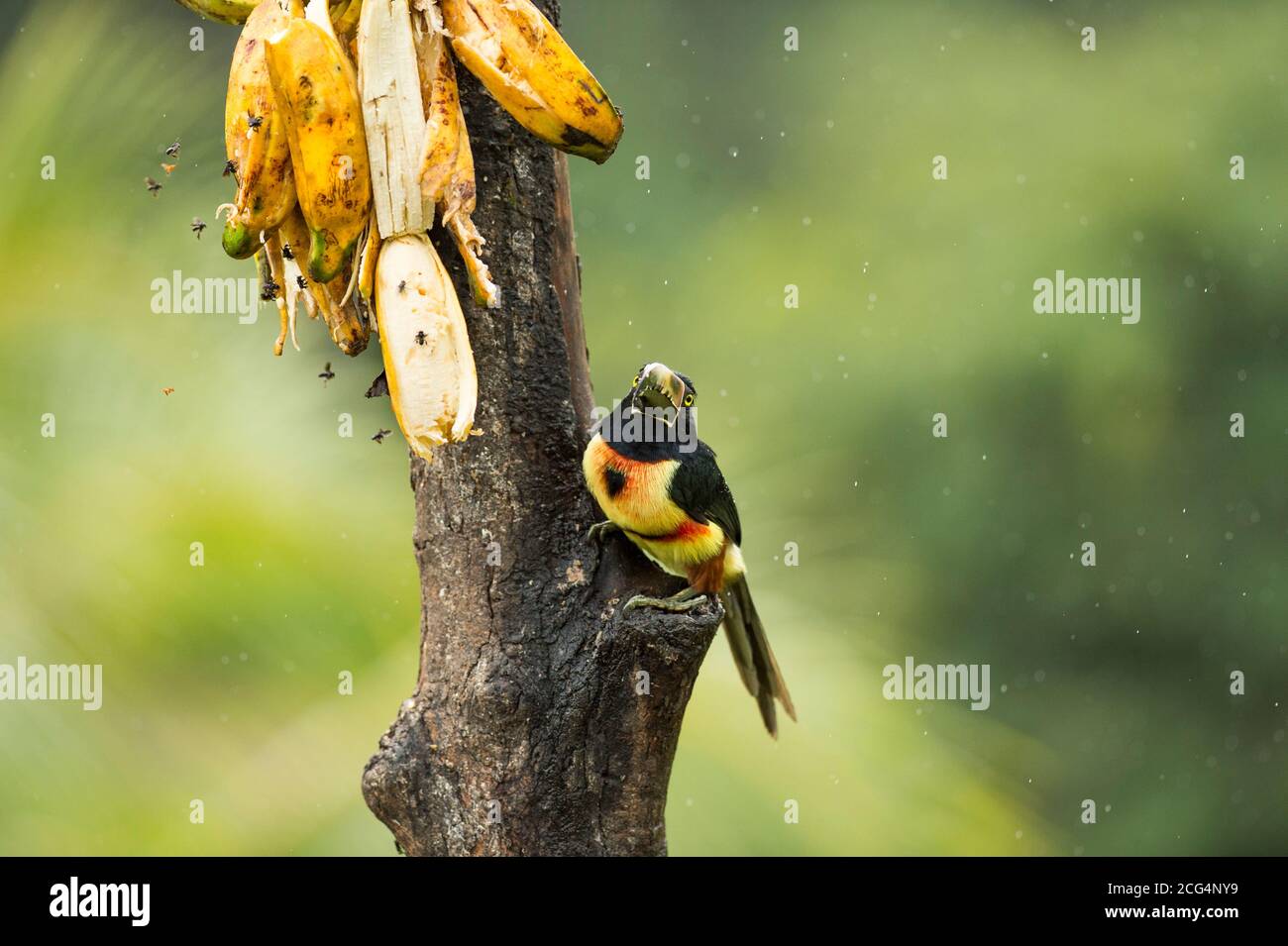 Collaraed araçari (collared aracari) - Costa Rica Stock Photo - Alamy