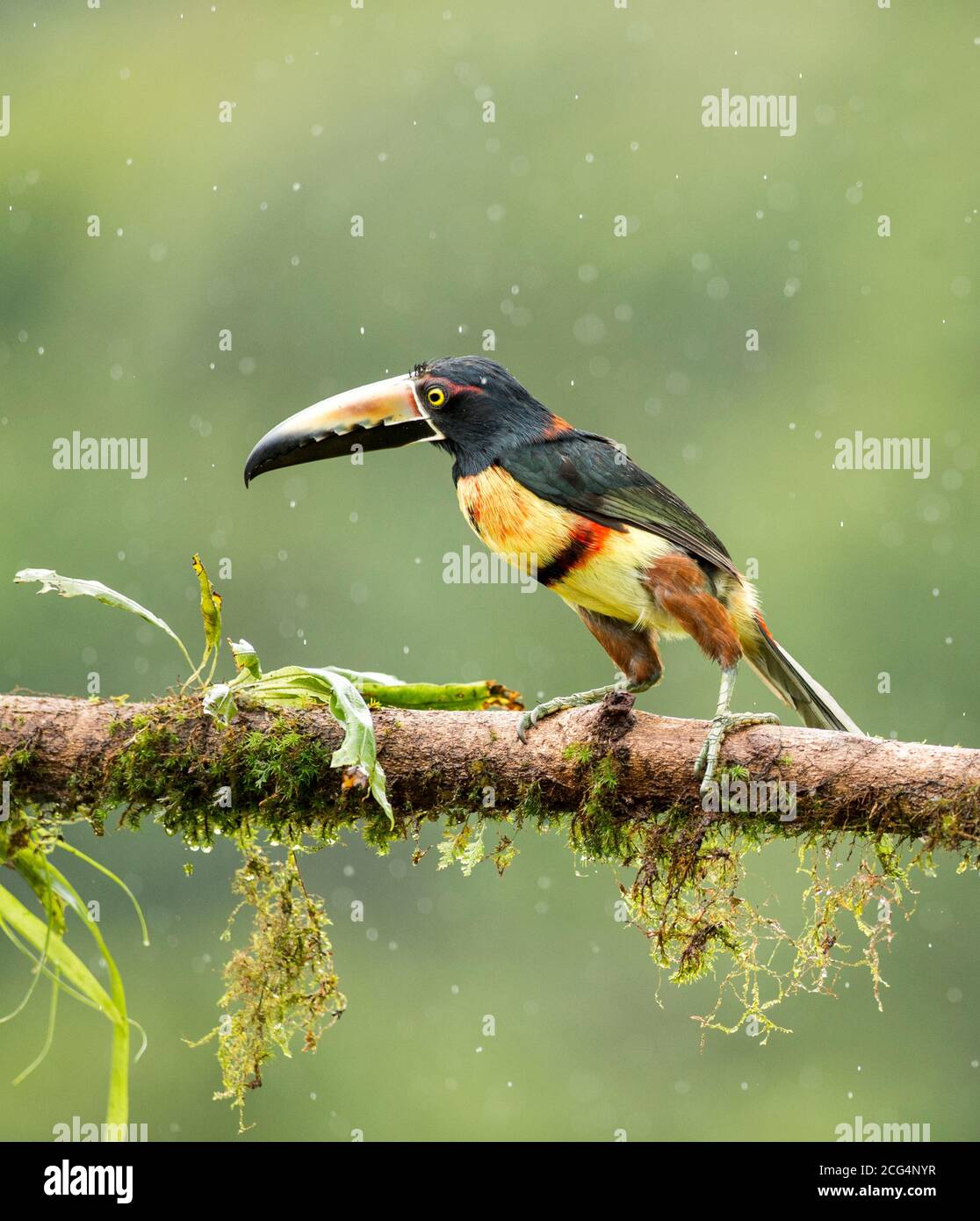 Collaraed araçari (collared aracari) - Costa Rica Stock Photo - Alamy