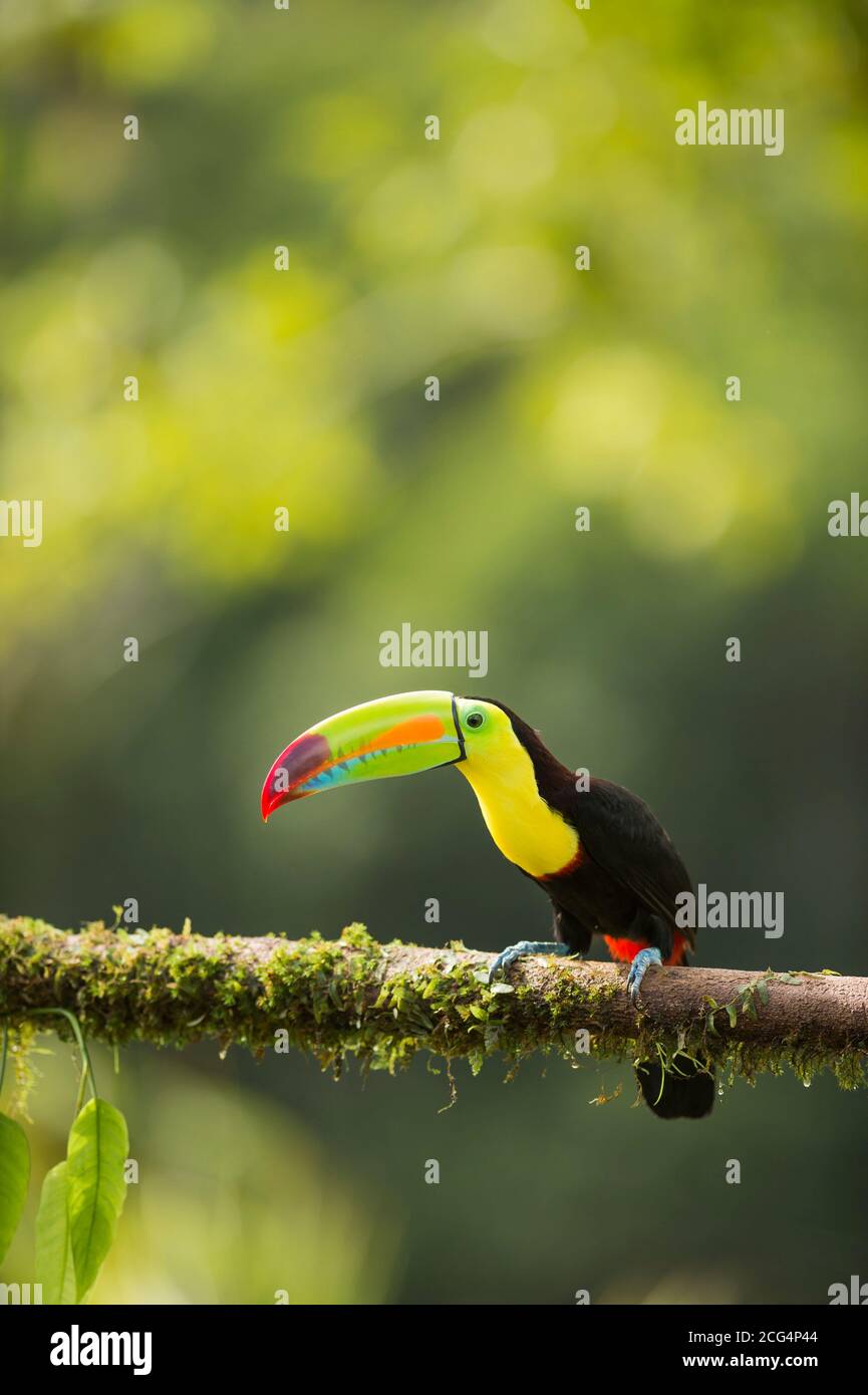 Keel-billed toucan - Costa Rica Stock Photo - Alamy